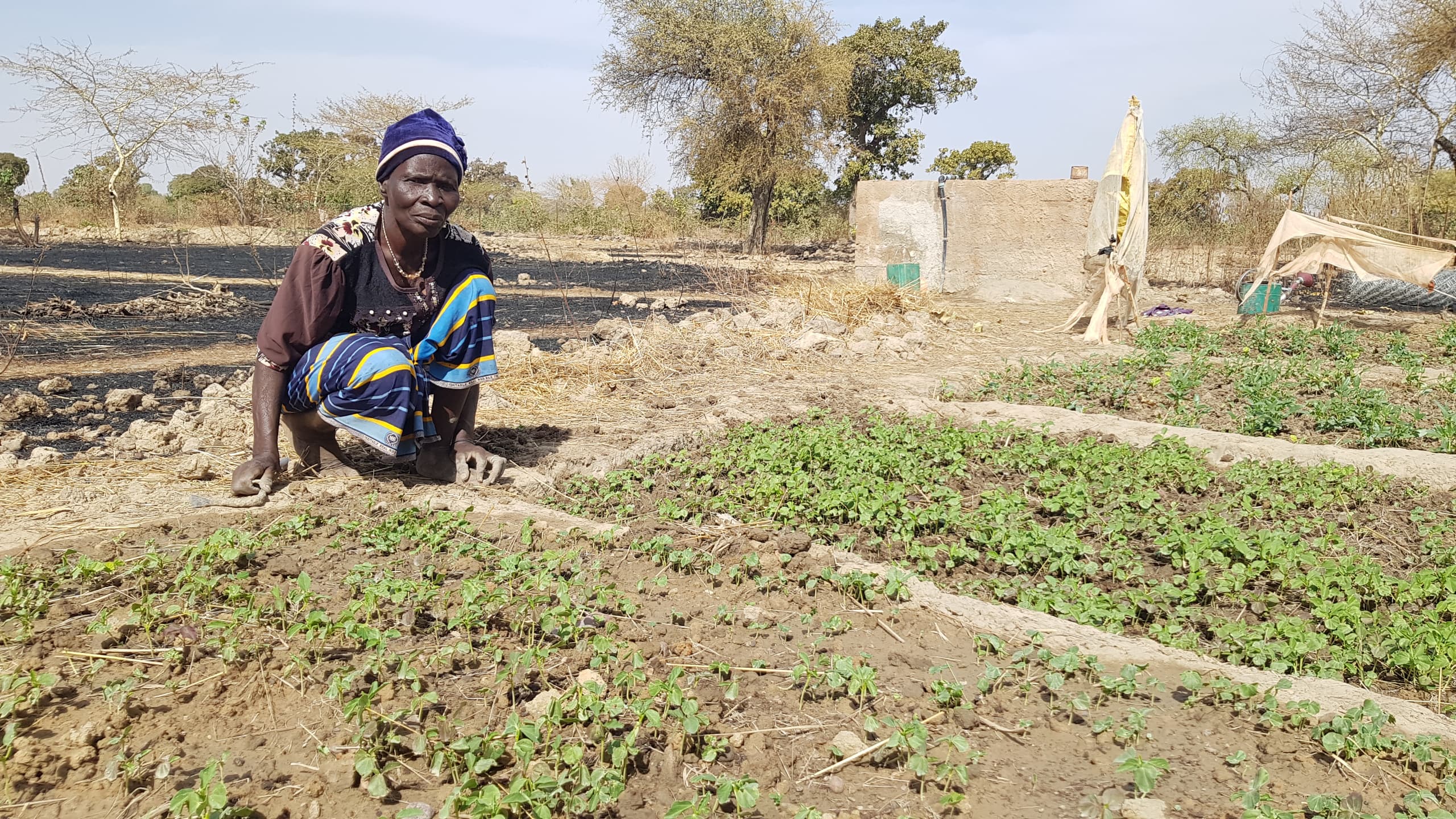 Agriculture au Nayala : Le jardin agro-écologique de Bala, à Toma ...