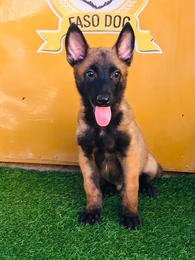 Chiens de race : Une nouvelle tendance à Ouagadougou - leFaso.net