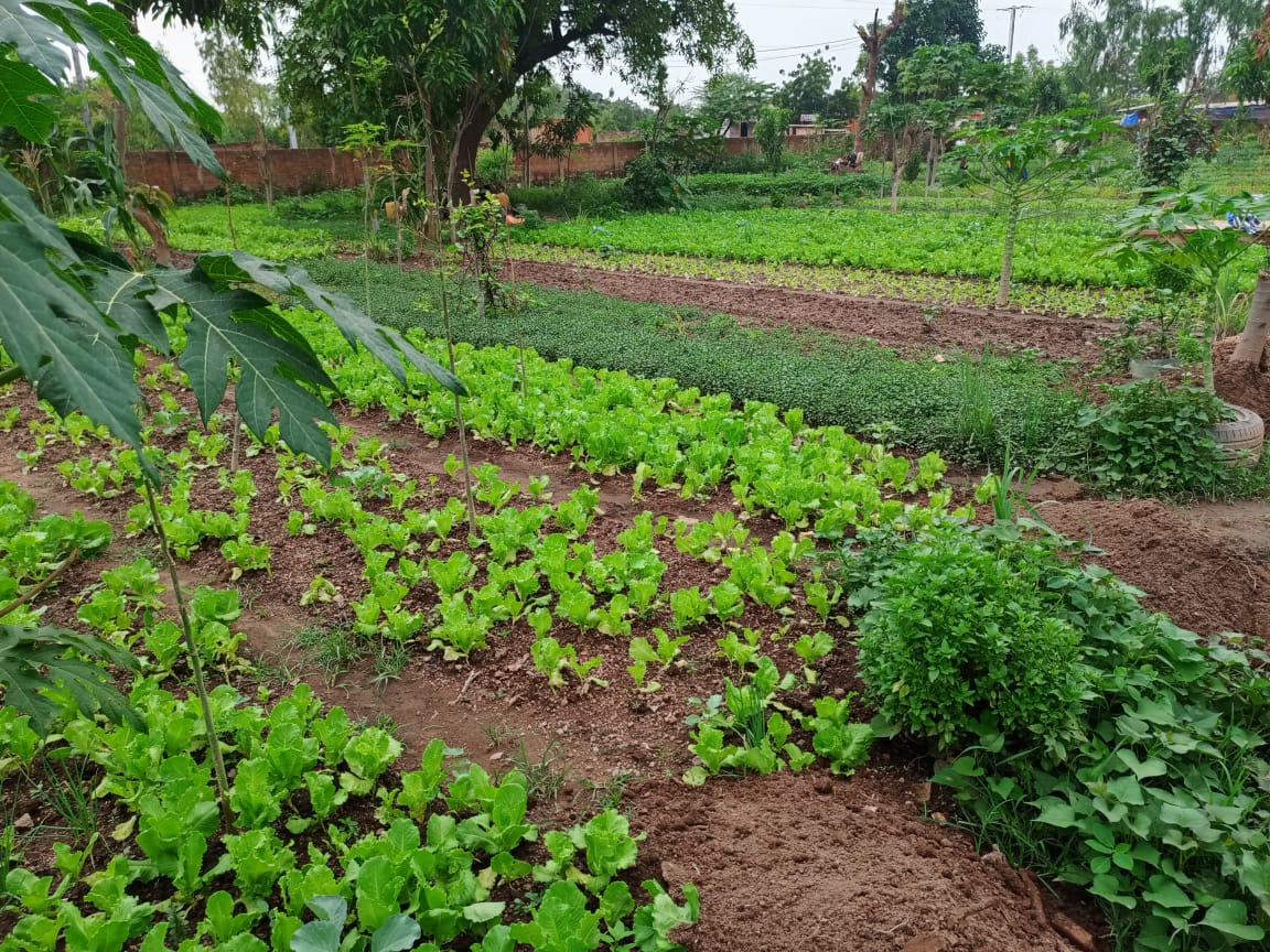 Agriculture biologique au Burkina : Manger sain, manger bio, mais à quel prix ? - leFaso.net