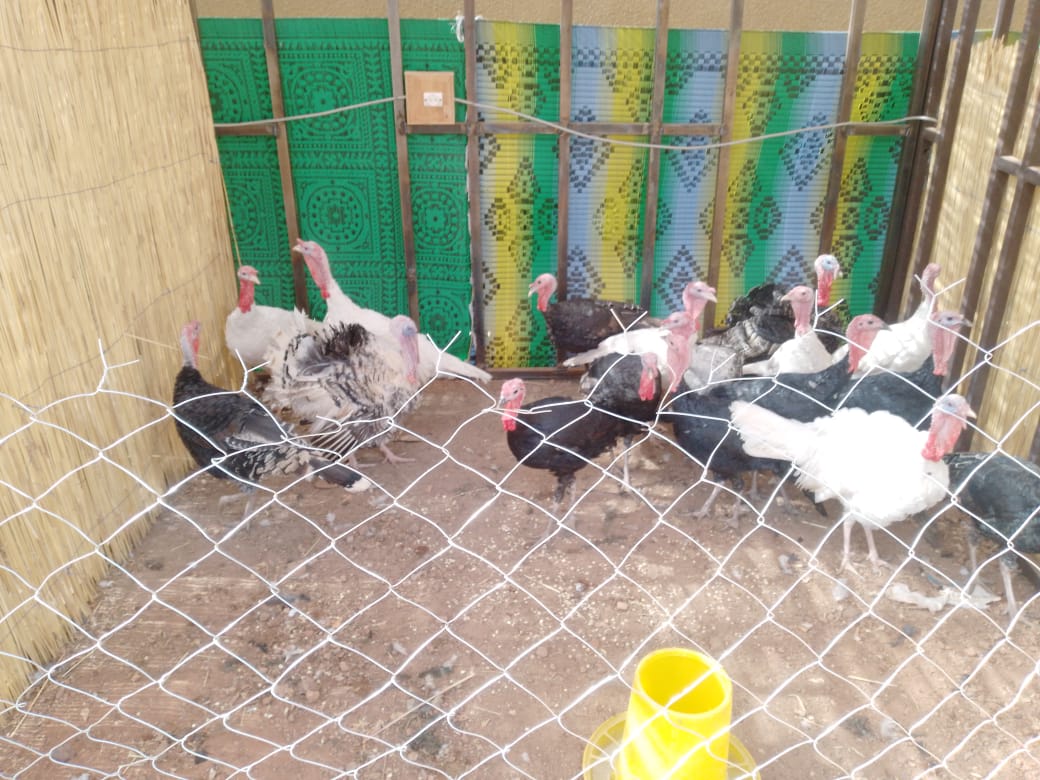 Burkina/Sanguié : La Foire du dindon et du porc de Réo, une portée à la fois économique et ...