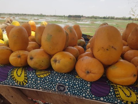 Burkina / Saison des mangues : A Ouagadougou, de belles mangues ...